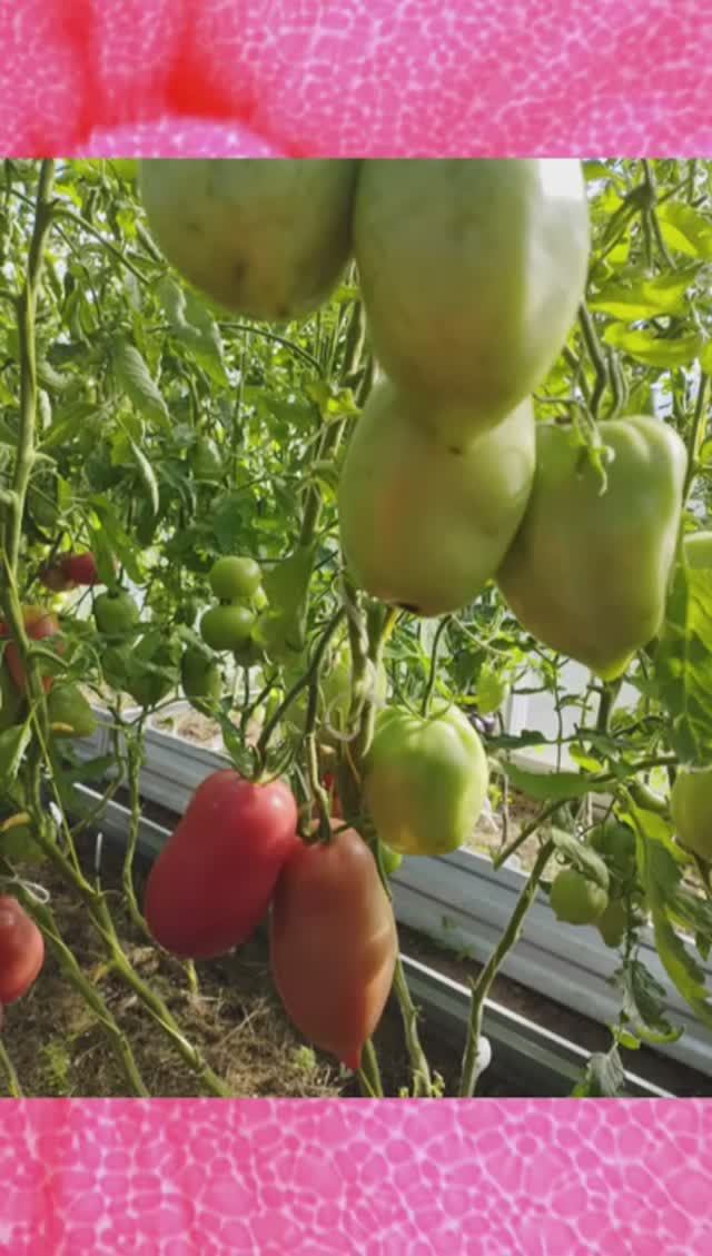 Томат Минусинские Бычки Розовые.  т. 89229284031