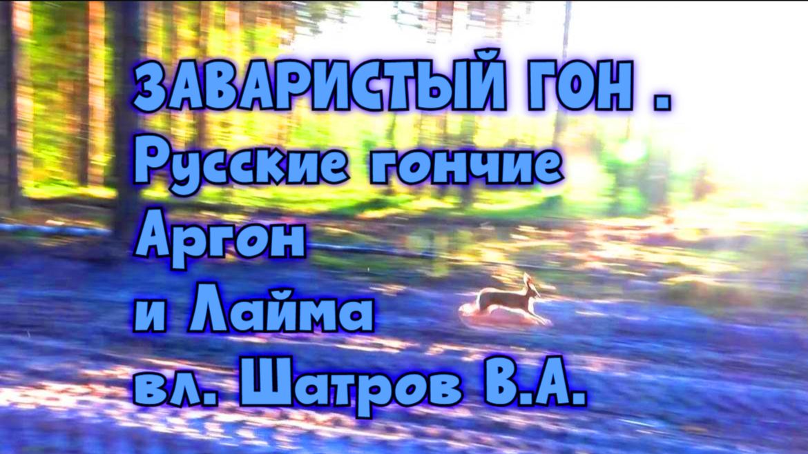 ЗАВАРИСТЫЙ ГОН .Русские гончие Аргон и Лайма вл. Шатров В.А.#охотасгончей#собака #топ #hunting