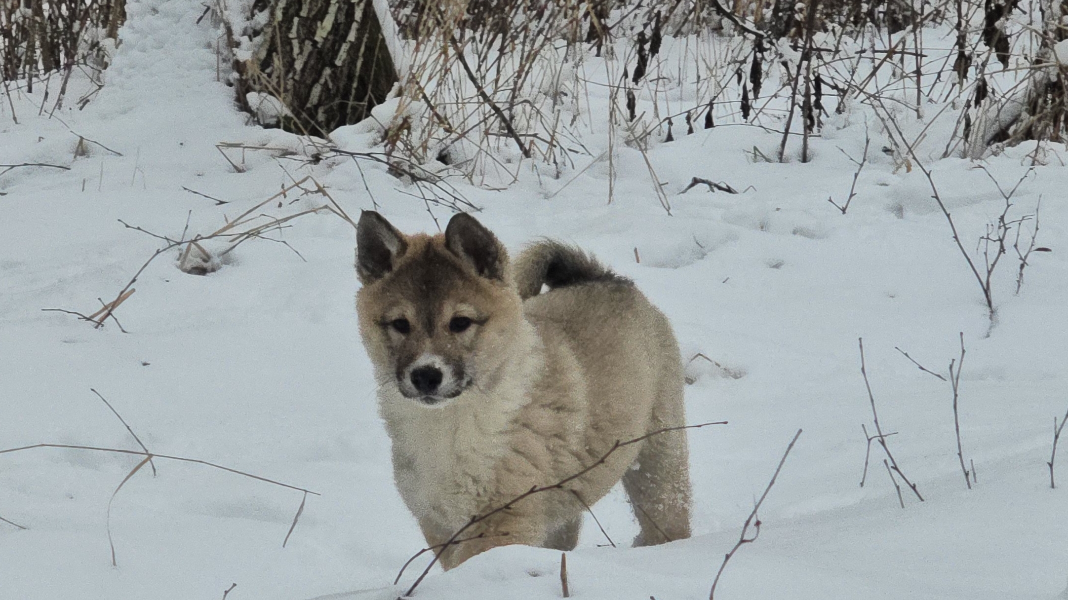 С щенком в берёзках