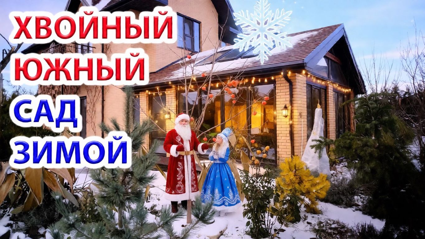 Декоративные хвойные, экзоты под южным первым! снегом. Всех с наступающим Новым Годом!