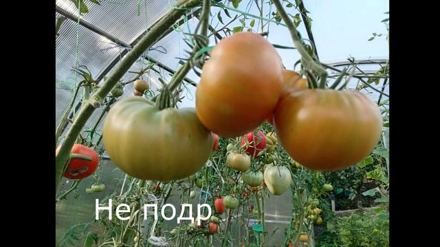 ТОМАТЫ ДЛЯ ТЕПЛИЦЫ. ЧТО ЖЕ ВЫБРАТЬ?
