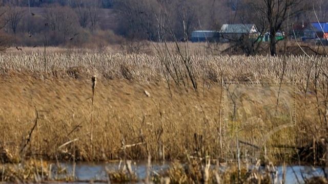 Вещание Гамаюна 12. Тетеревятник. Часть 2