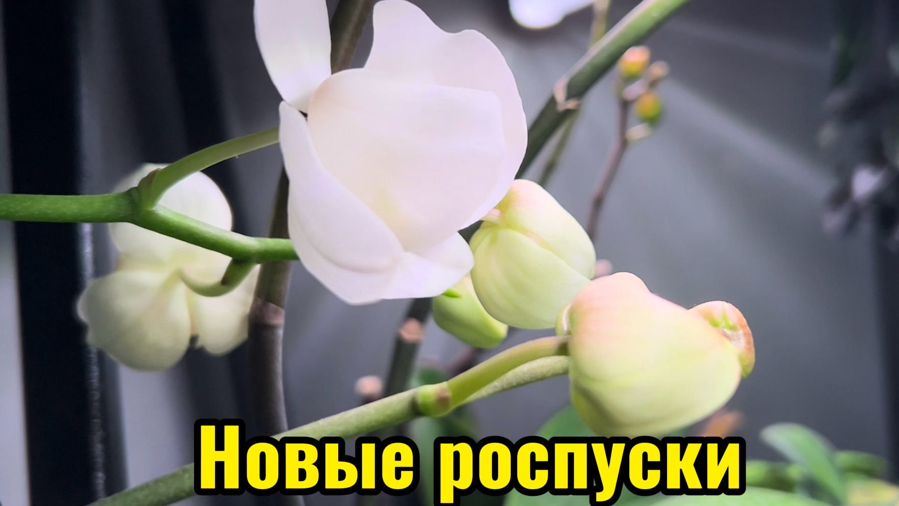 Новые роспуски 😍 Моя домашняя коллекция ОРХИДЕЙ