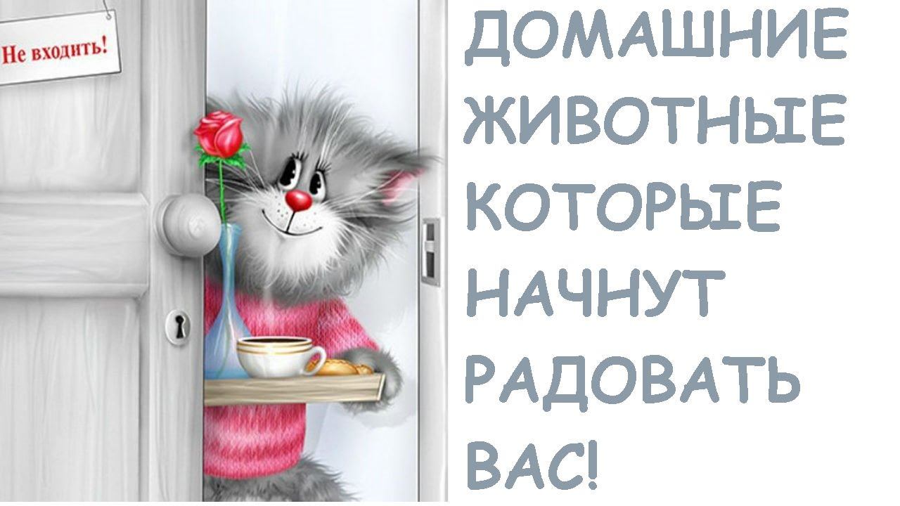 Кот и ФЛАЙ ЛЕДИ/Flylady