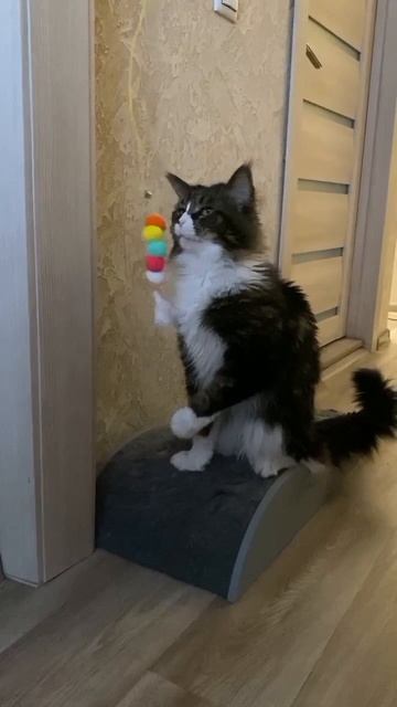 😍 Легендарный рецепт из ютуба 🤪 предновогодняя трансформация 🐱😉