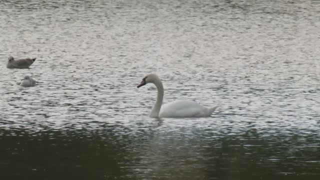 Все в лес: лебеди рядом
