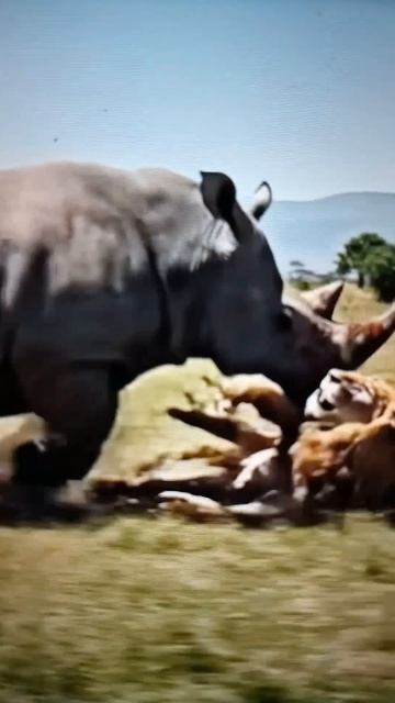 Схватка Львов с Носорогами😯😮😳#Shorts