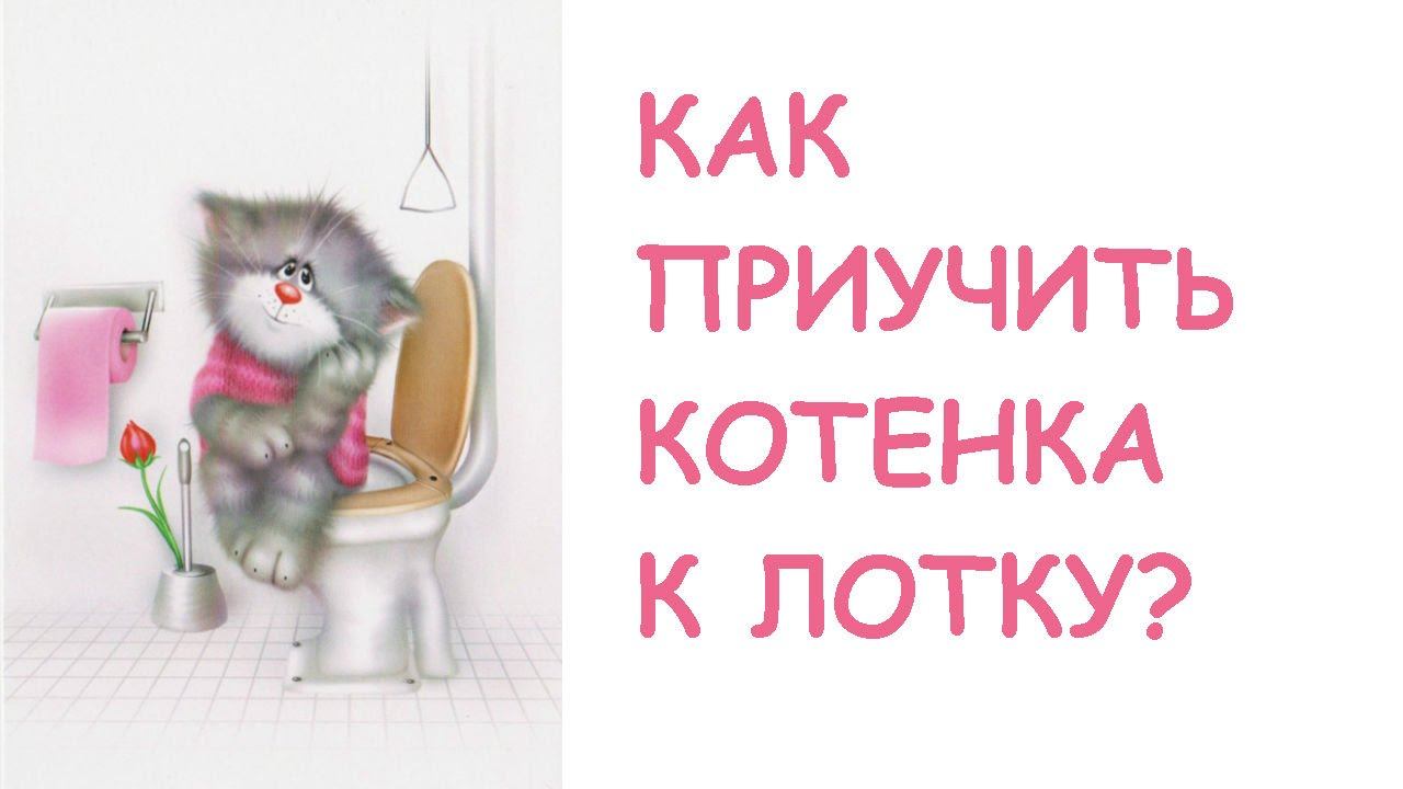 Как приучить котенка к лотку