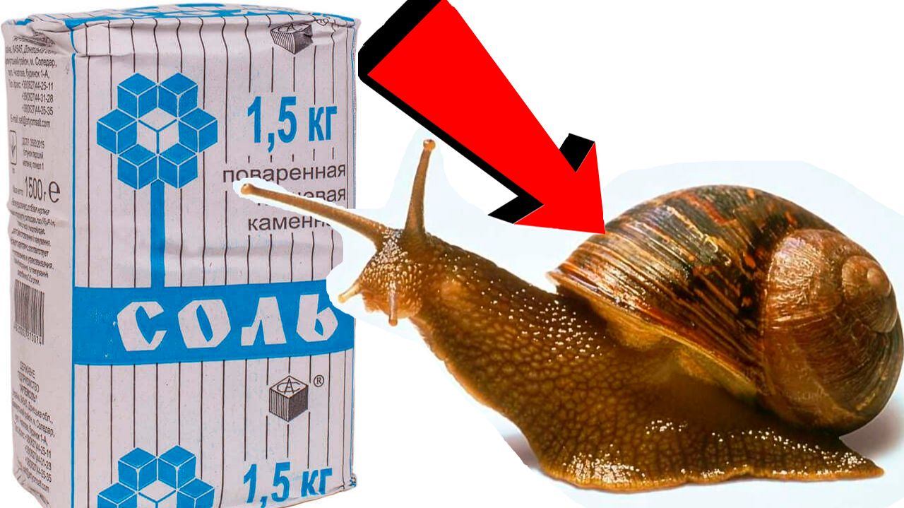 Как избавиться от слизняков и улиток За 3 Секунды..!!..!!..!!..