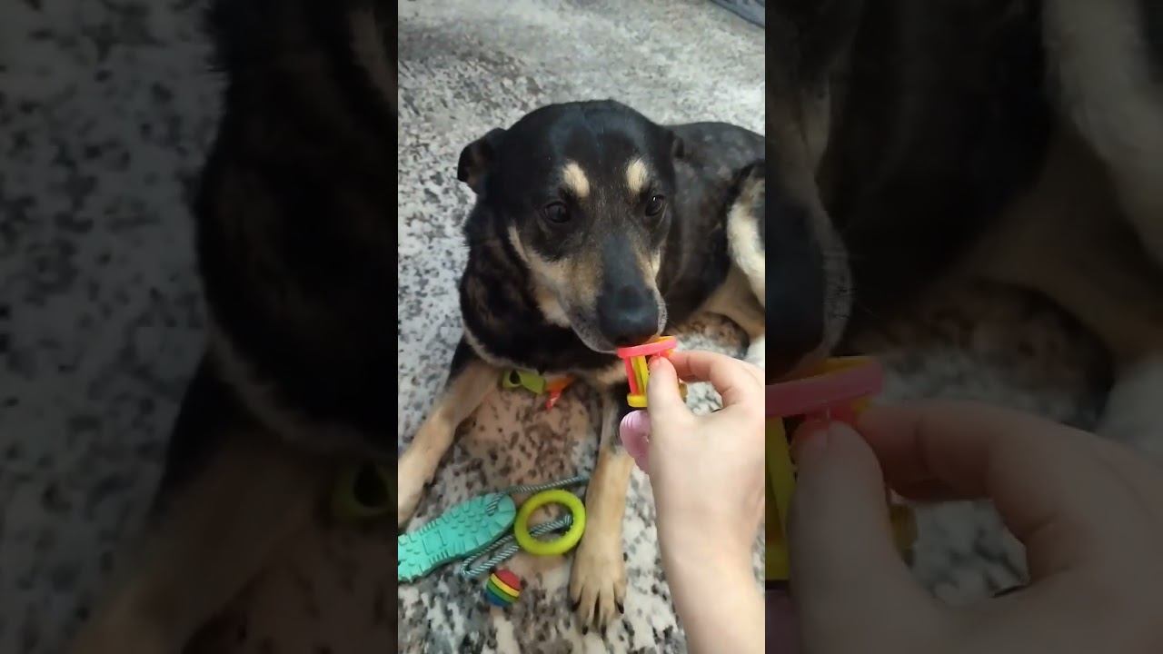 Эксперимент, какая игрушка больше всего нравится собаке #Джули_етта #веселыевидео #собака #смешно