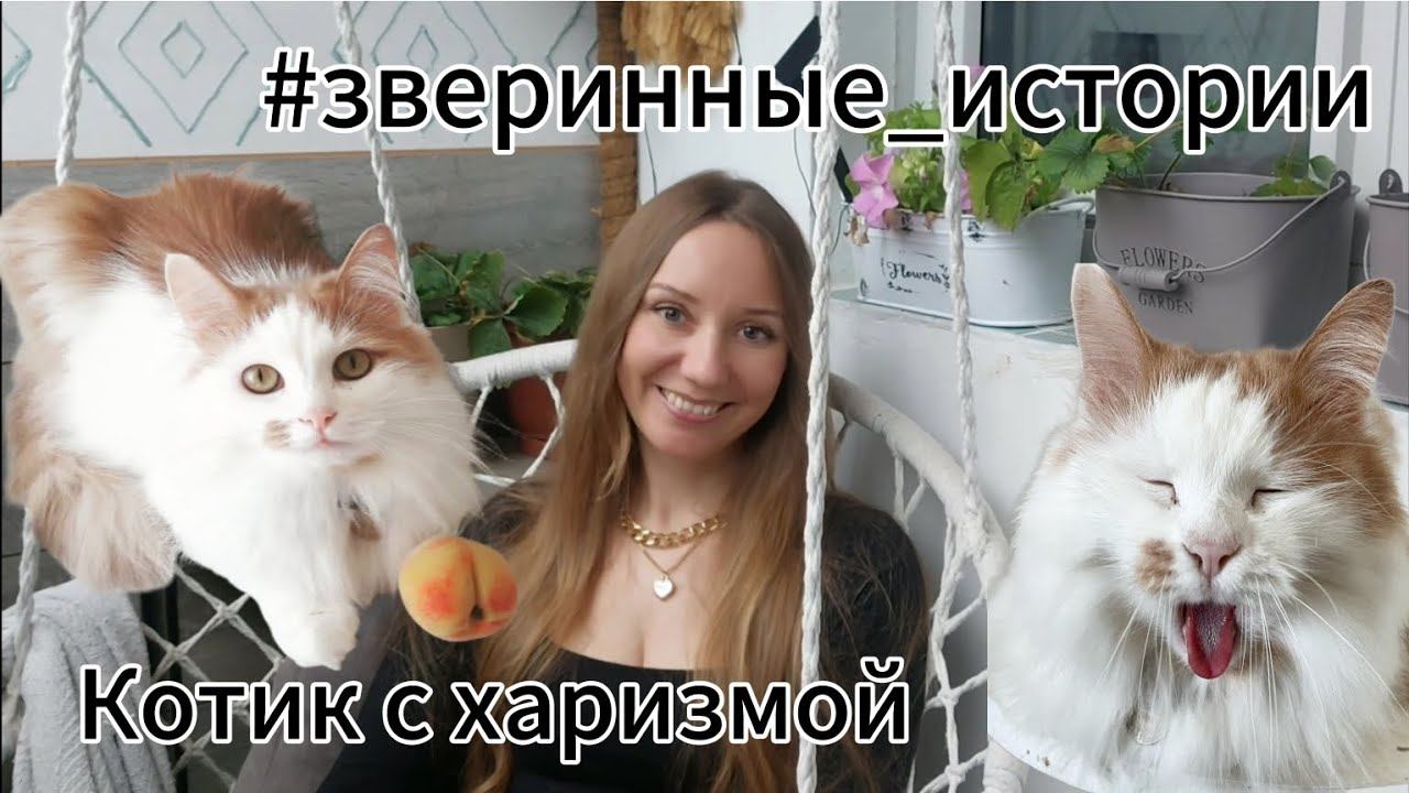 Такие коты встречаются редко / ИСТОРИЯ КОТА ТИМОФЕЯ / #зверинные_истории