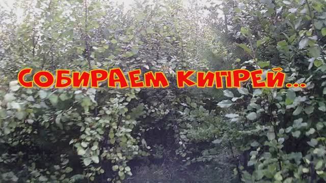 Собираем кипрей.