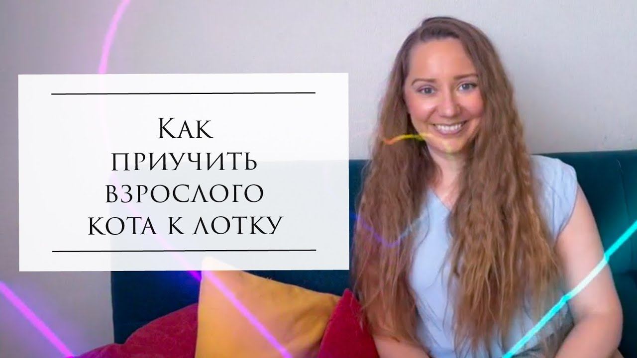 Как приучить взрослого кота к лотку
