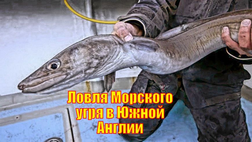 Ловля Морского угря в Южной Англии