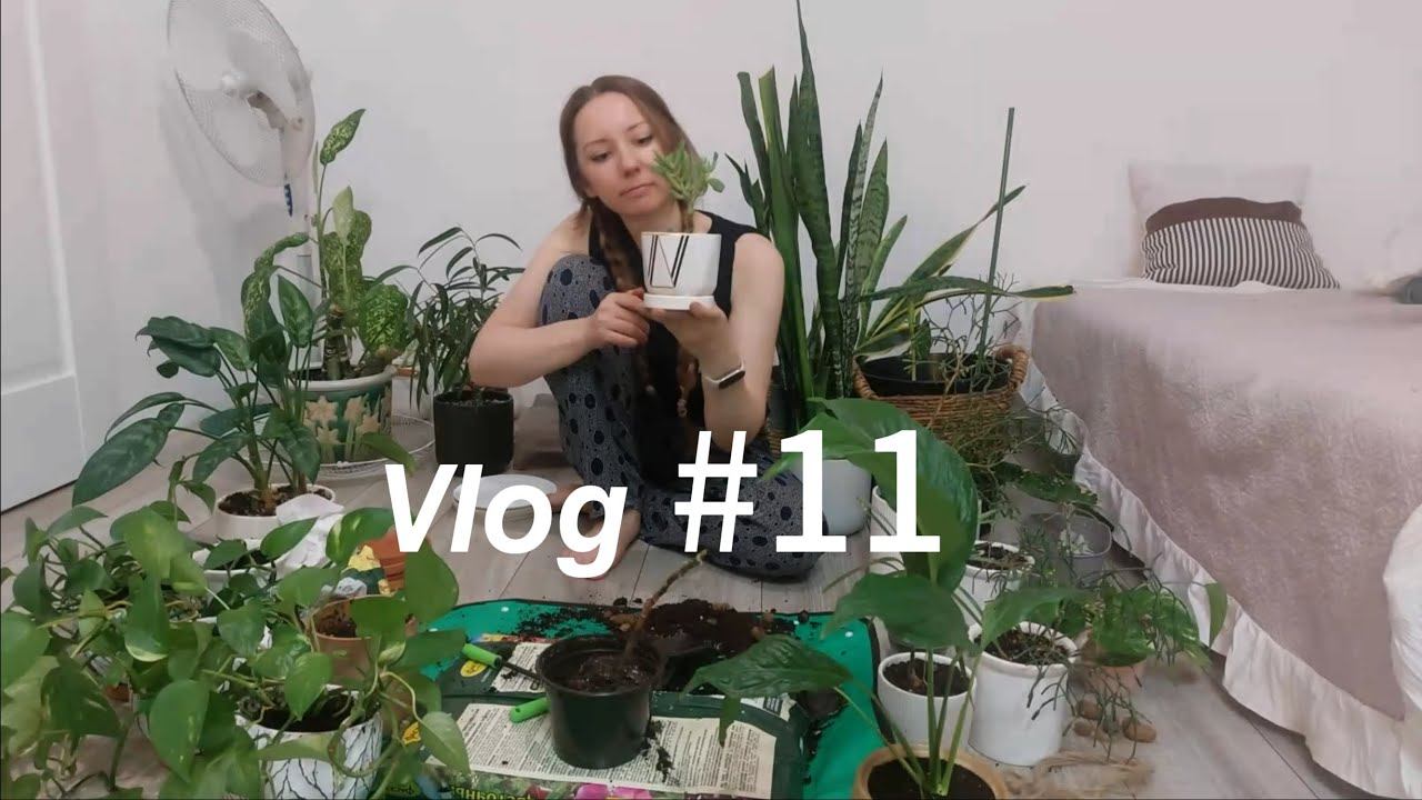 Пересадка растений без заморочек: меняю горшки и болтаю/ влог #11