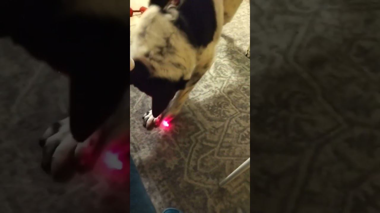 Ваша собака играет с лазерной указкой #смешнойпес #смешныезвери #собакаиграет #собака #веселыевидео
