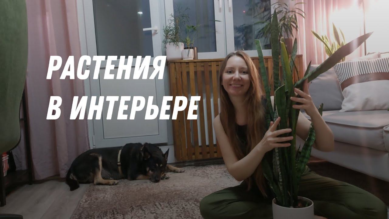 Уютный интерьер с комнатными растениями / советы по расстановке и декору