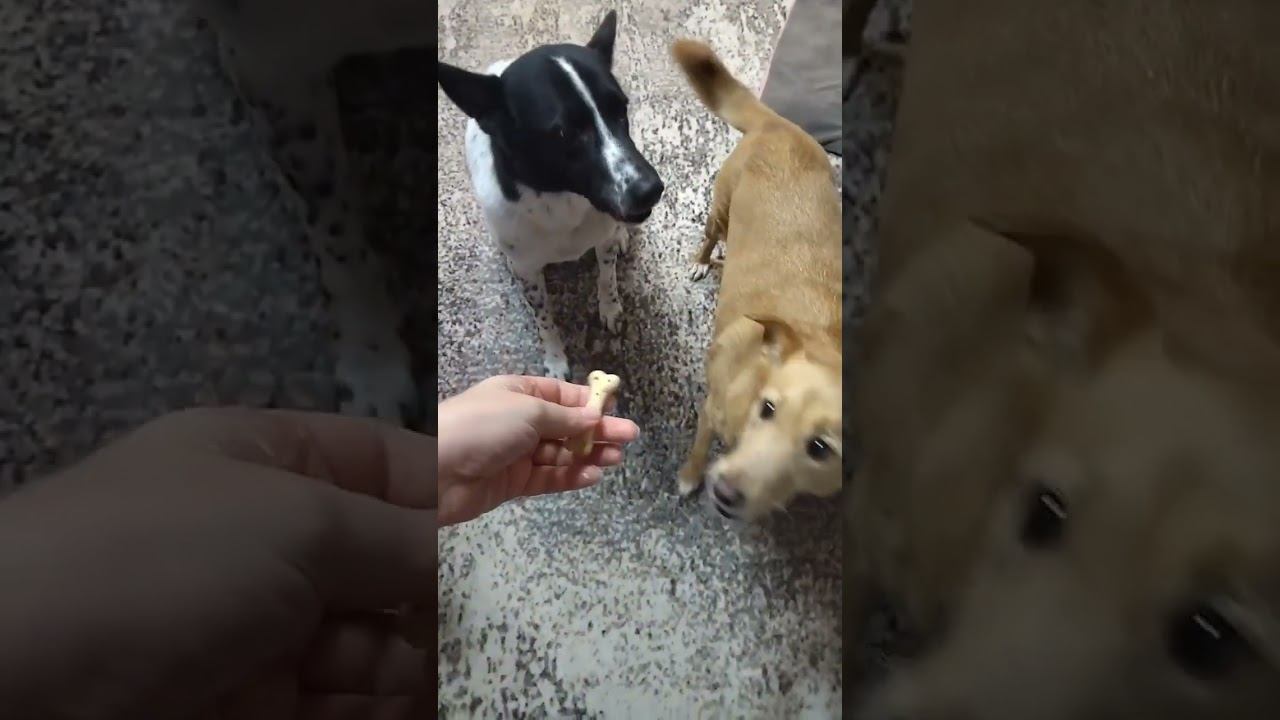 Дед Мороз принес коробку печенек   малышам #вкусныйподарок #новыйгод #подароксобакам #милыесобаки