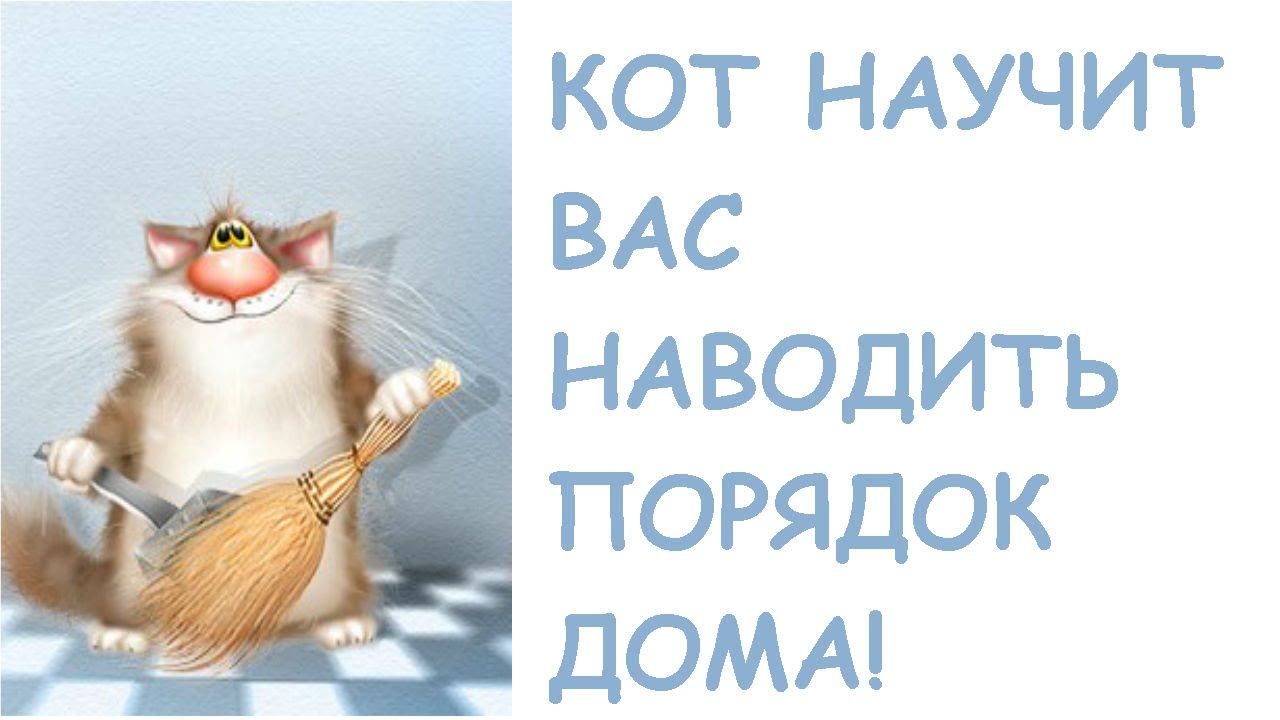 Чистота в доме где живет кот
