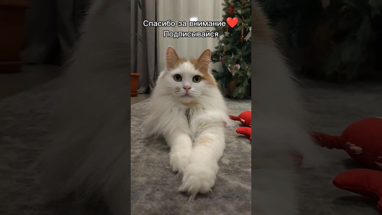 Очень красивый кот играет #красивыйкот #котики #котикиприколы #котэ