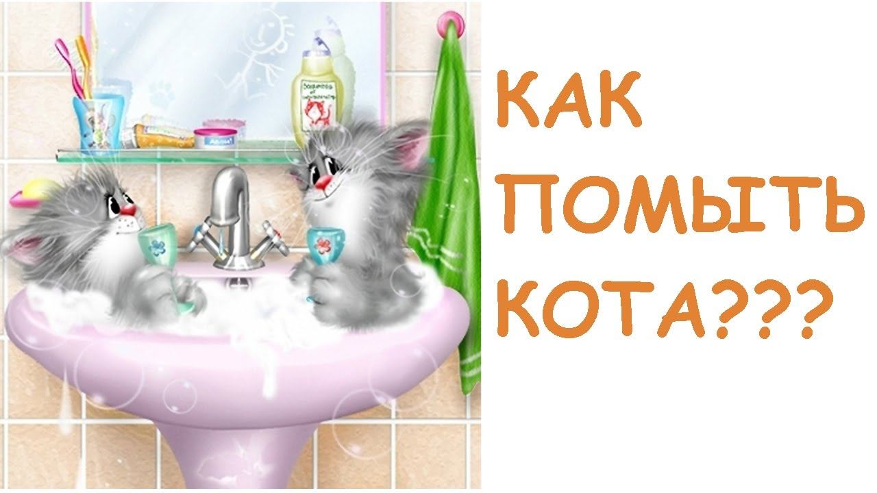 Как помыть кота? ТЕОРИЯ
