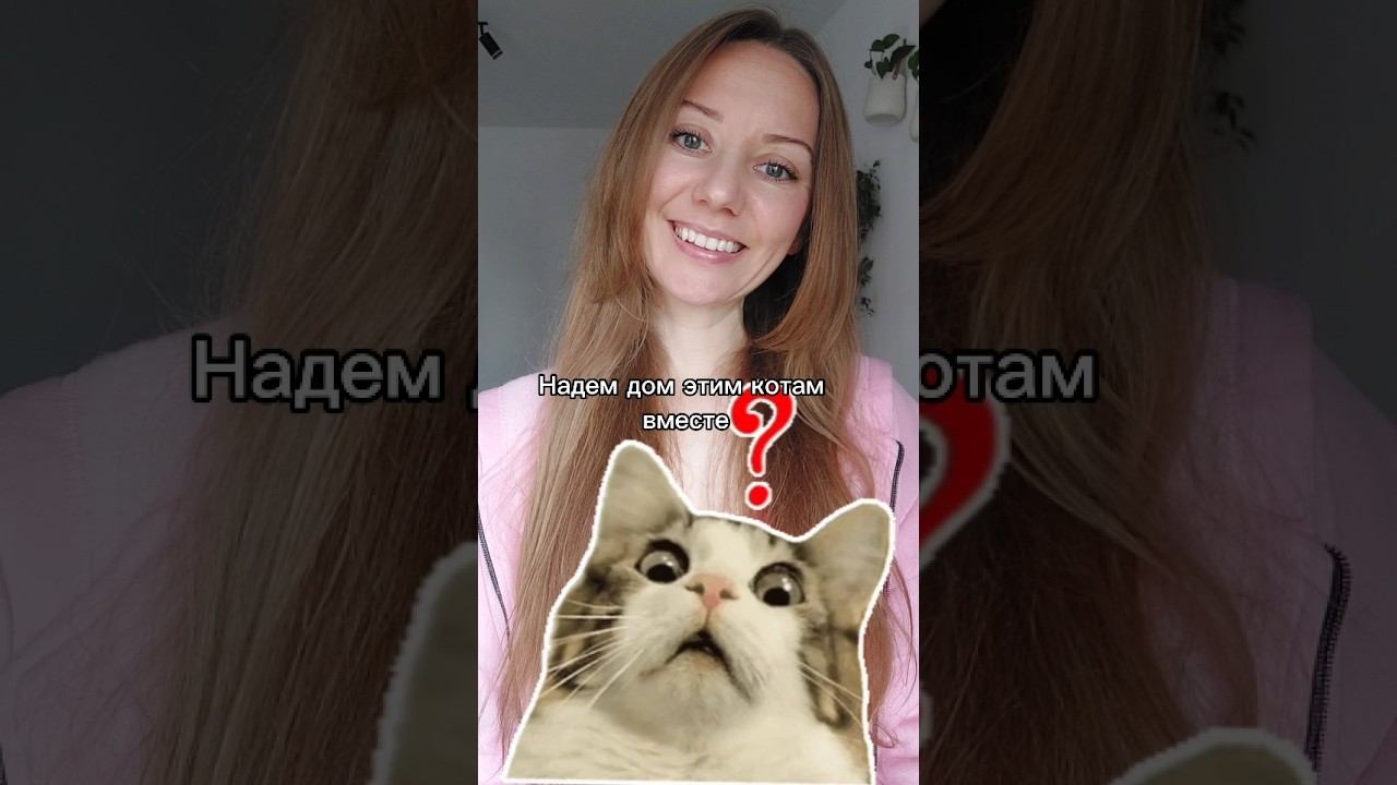 Котики ищут дом #cat #котики