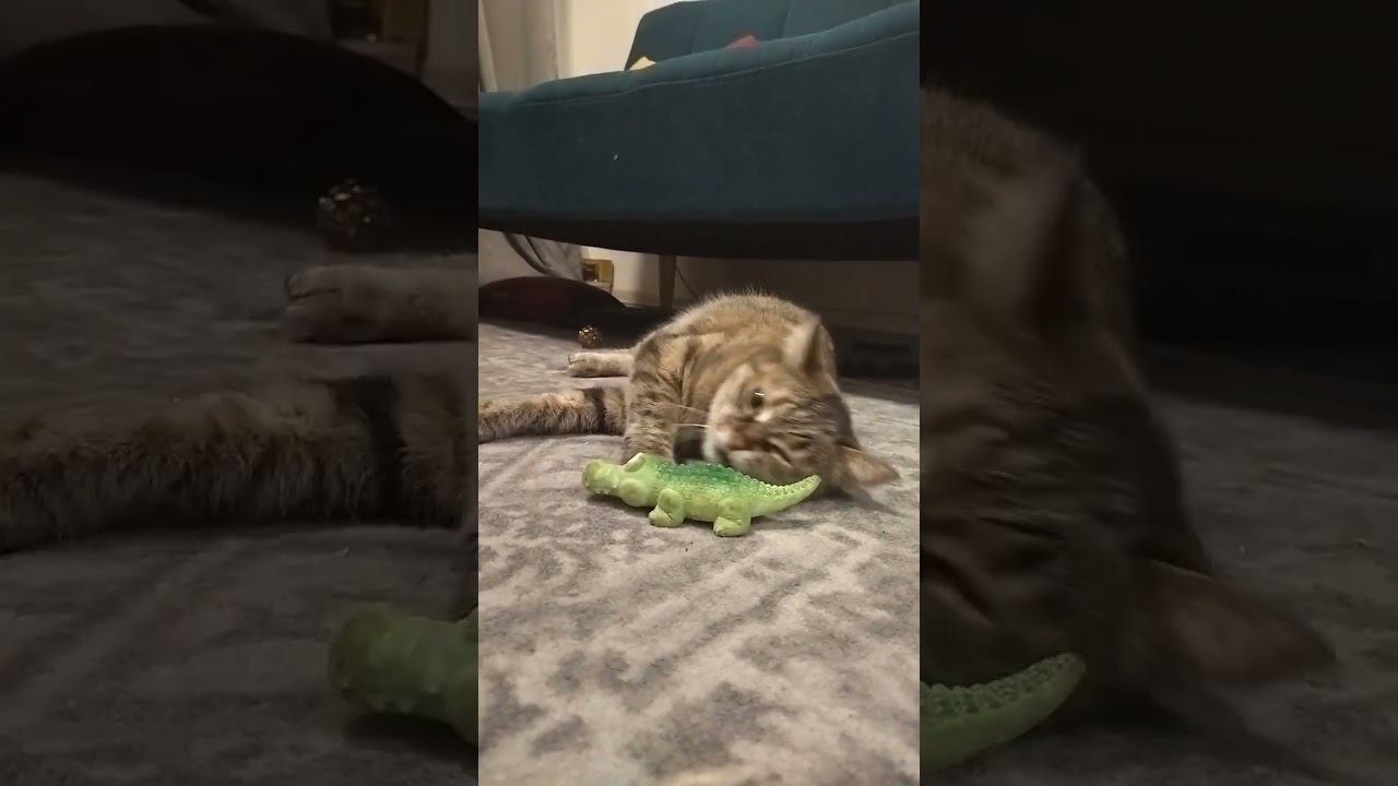 Рысь и крокодил #смешныезвери  #веселыевидео #котикиприколы  #котики