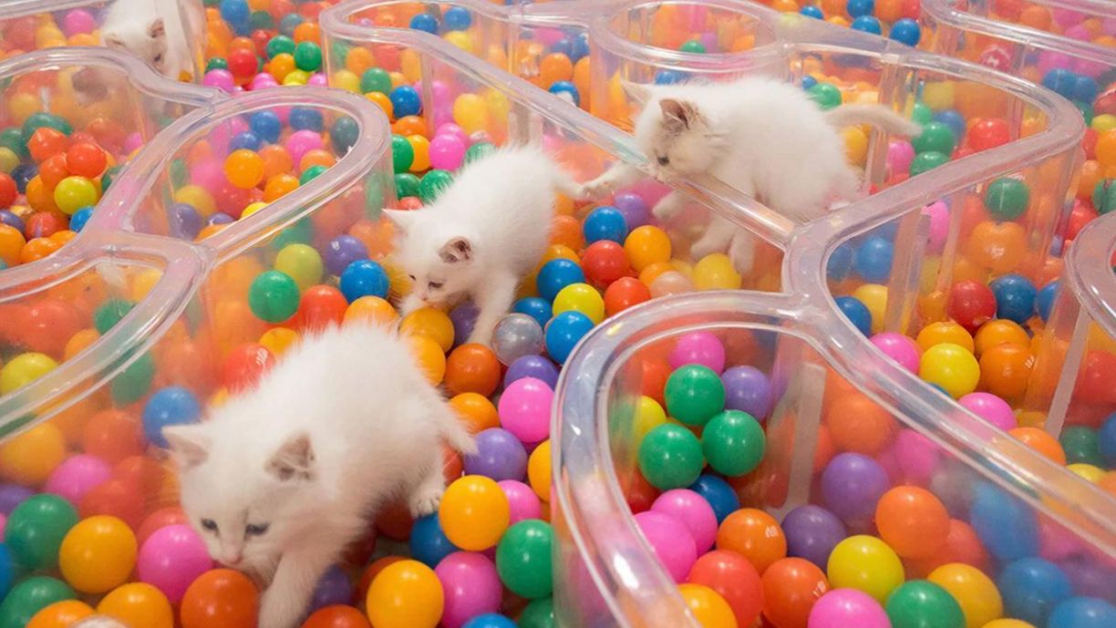 РАЗВЛЕКАТЕЛЬНОЕ ВИДЕО ДЛЯ ДЕТЕЙ