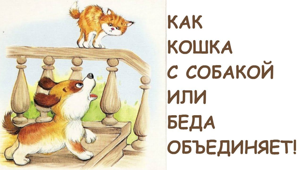 Как кошка с собакой/ Общая беда объединяет.