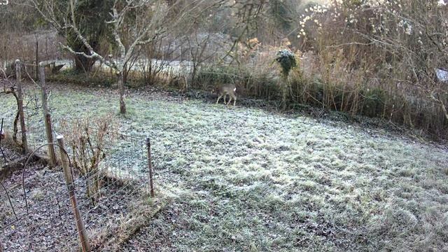 Пятнадцать минут из жизни косуль...