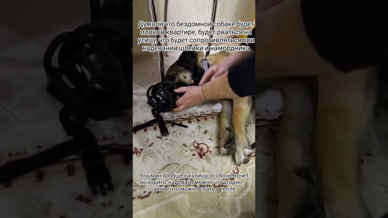 Боцману лень идти гулять, он за 6,5 лет нагулялся, теперь хочет только валяться на диване