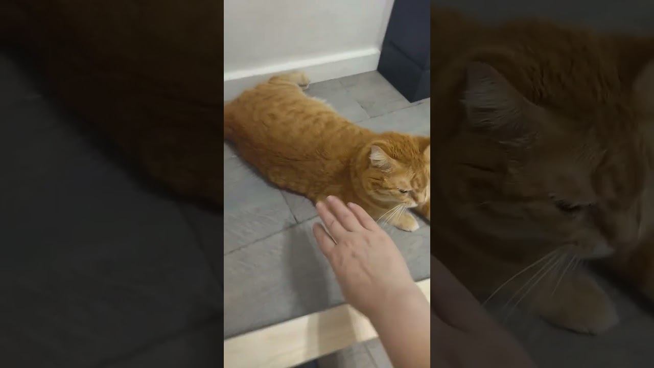 Как коты помогали мне делать ёлку антикошку #новыйгод #смешныезвери #елкасвоимируками #ëлкаантикот