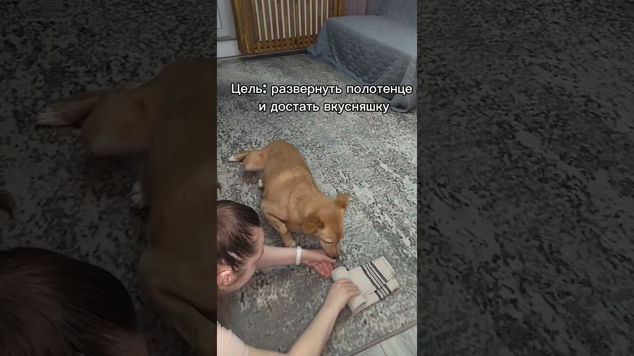 Тест на интеллект собаки_ часть 2 _ Хани #изжизниХани #собака #игра_с_собакой #милыесобаки