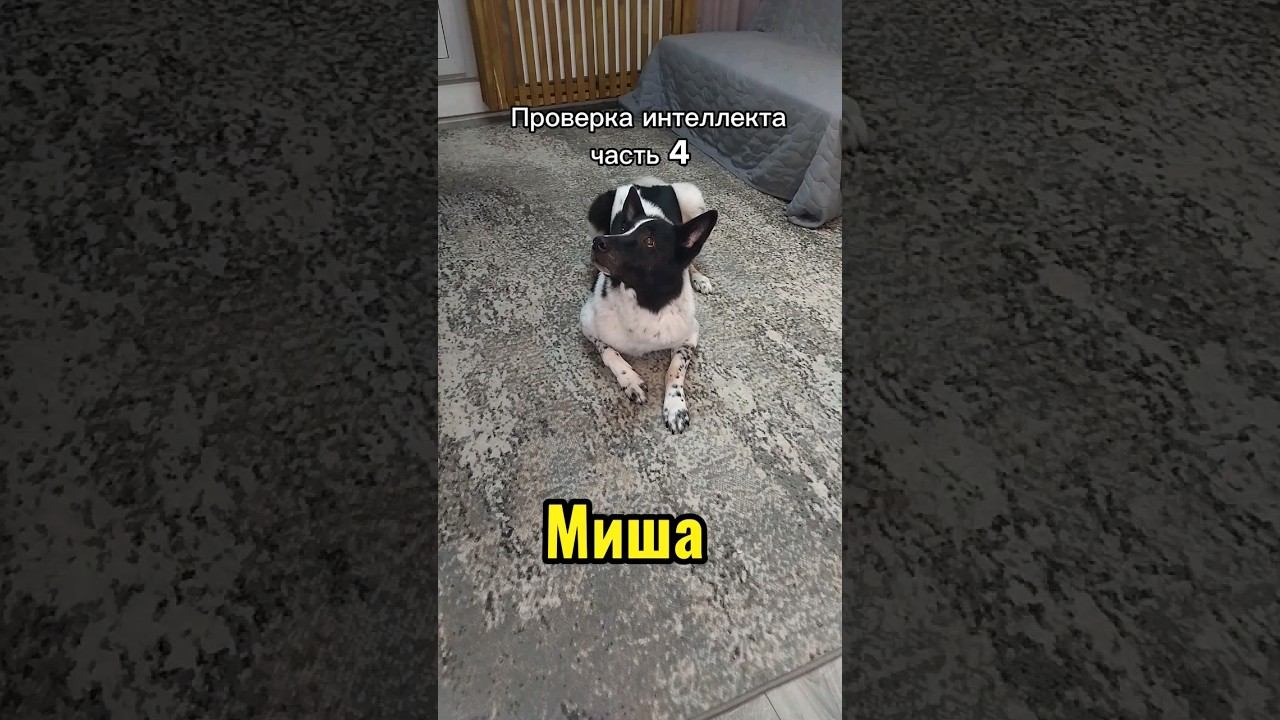 Тест на собачий интеллект_часть 4_ Миша #собака #умнаясобака #мойМиша #интеллект #интересно