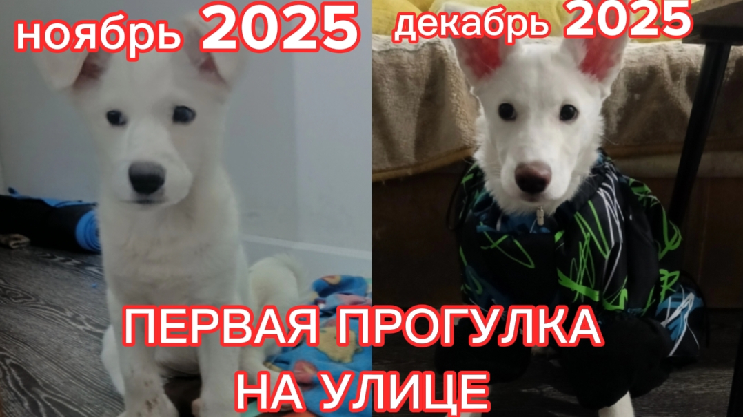 КУСОЧКИ ИЗ ЖИЗНИ РОДИВШЕЙСЯ ОТ БЕЗДОМНОЙ СОБАКИ ГЕРДЫ//ПЕРВАЯ ПРОГУЛКА НА УЛИЦЕ