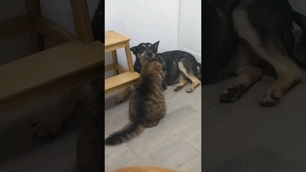 Наглые коты эксплуатируют собаку #веселыевидео #котики #котикиприколы #смешныезвери #Джули_етта