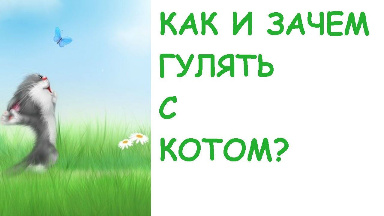 кот + прогулка