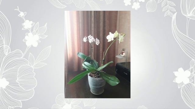 Видео для вступления плейлиста "Орхидеи зацвели"
