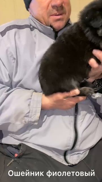 Щенкам 26 дней