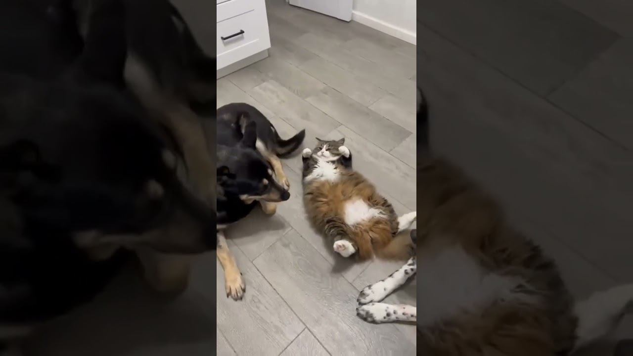 Наглый кот замучил уже всех собак/ Тедди и Джули #юмористическийконтент #смешныезвери #смешнойкот