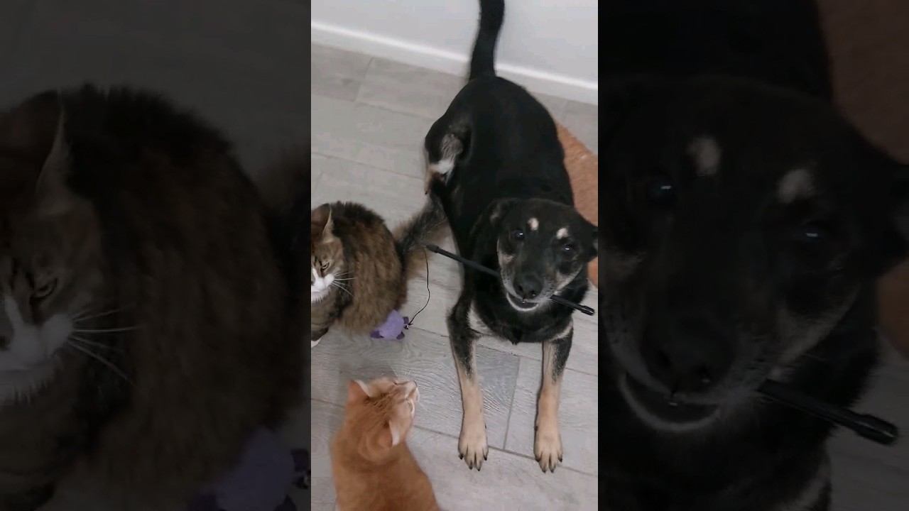 Провал делегирования/ Собака играет с котами #умнаясобака #веселыевидео #собака #котикиприколы