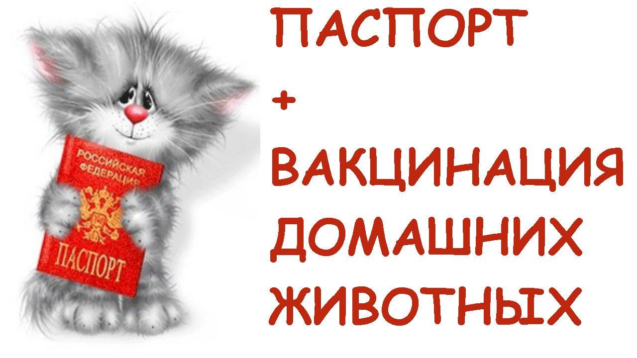 Прививки для кота\ВАКЦИНАЦИЯ ДОМАШНИХ ЖИВОТНЫХ