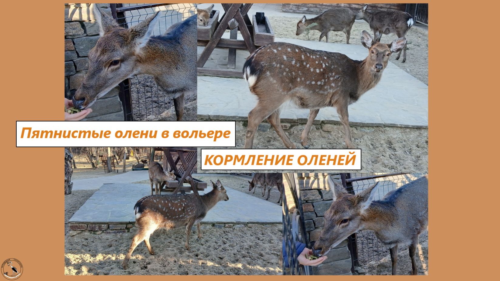 Кормление пятнистых оленей. Подъём к оленьему вольеру. Парк Лога. Декабрь 2025