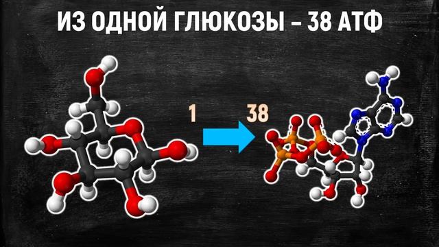 Алексей Водовозов. «Белые смерти»: в чём провинились соль и сахар