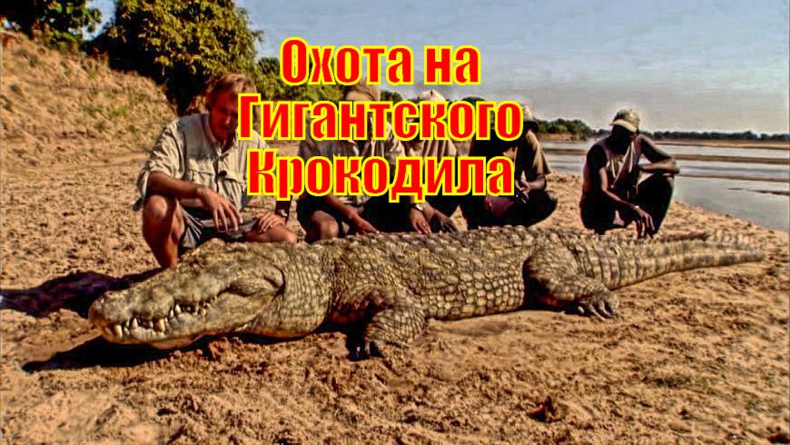 Эпическая Охота на Гигантского Крокодила в Замбии
