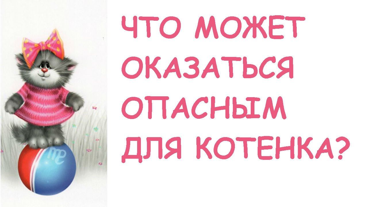 Безопасность котенка