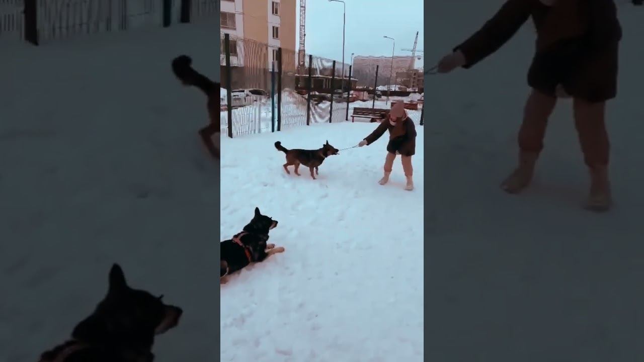 Фотосессия собаки для пристройства #Филя_сбитый_щенок