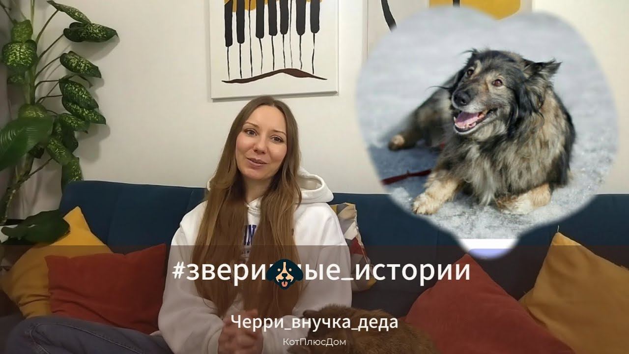 О преданности/ История собаки Черри/ Звериные истории