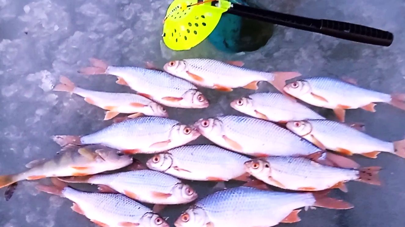 Гвоздешарик цвета серебра и местный пес Малышь помогли поймать плотву.