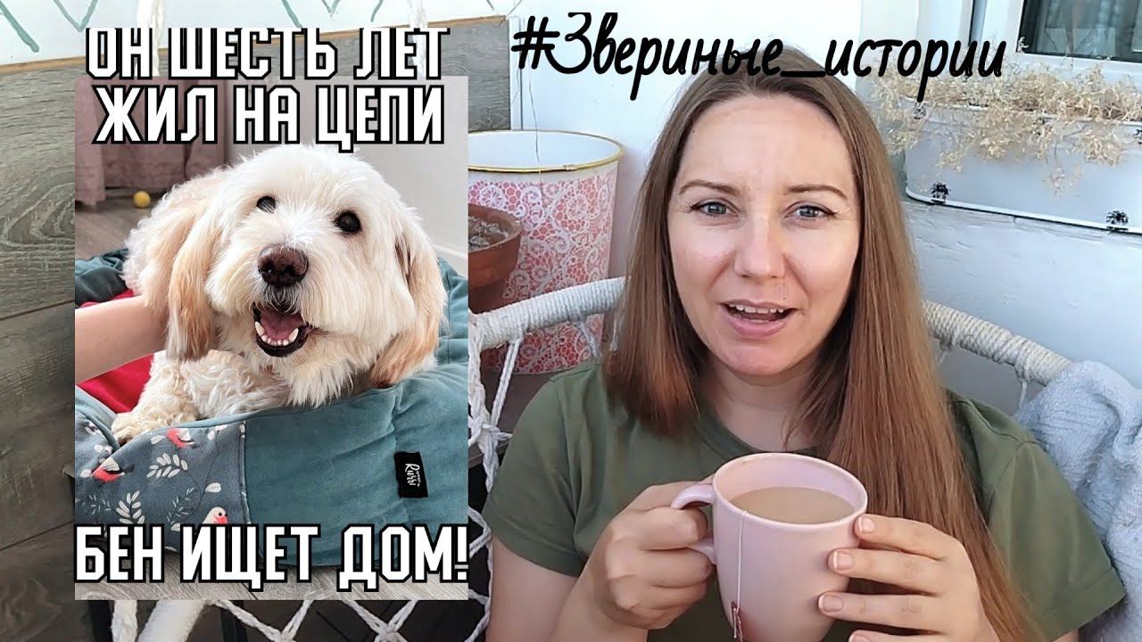 #Звериные_истории 1. История спасения Бена и поиск дома. Эта история еще без счастливого конца